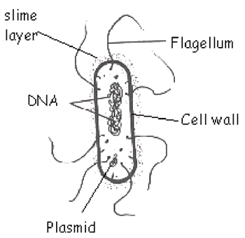 Leaving Cert. Biology (Higher) 2005: Paper 1 Question 15