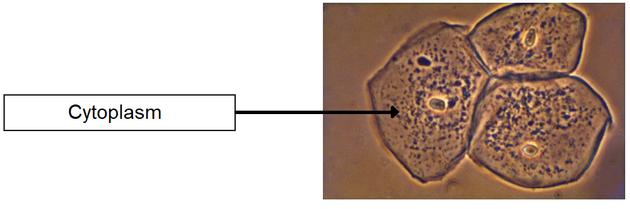 Junior Cert. Science EDCO Sample C: Q4