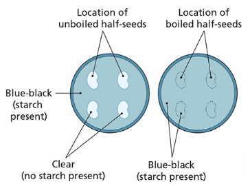 Leaving Certificate Biology (Higher) 2024: Q10